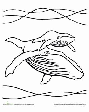 Humpback Whale Worksheet