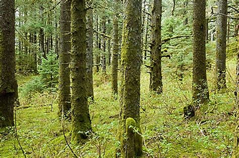 Alaska Kodiak Spruce Forest David Sanger Photography