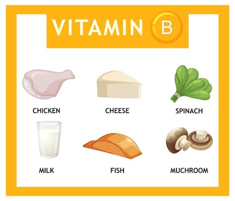 Premium Vector Healthy Foods Rich In Vitamin B