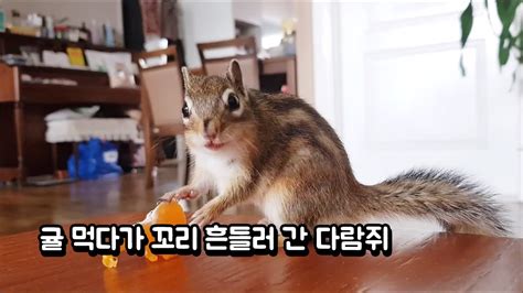 귤 먹다가 꼬리 흔들러 간 다람쥐 Youtube