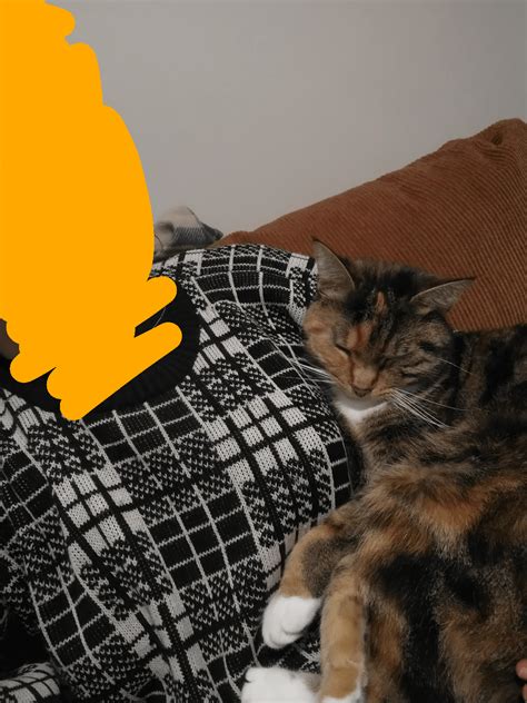 Torbie Or Just Fancy Tabby R Torbie