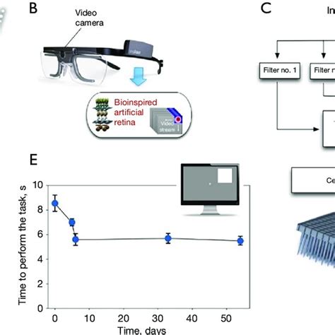 Bio Inspired Artificial Retina A Schematic Structure Of Cortiviss