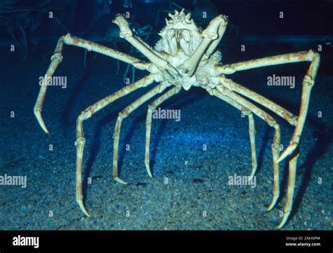 Giant Japanese Spider Crab World Largest Arthropod Macrocheira