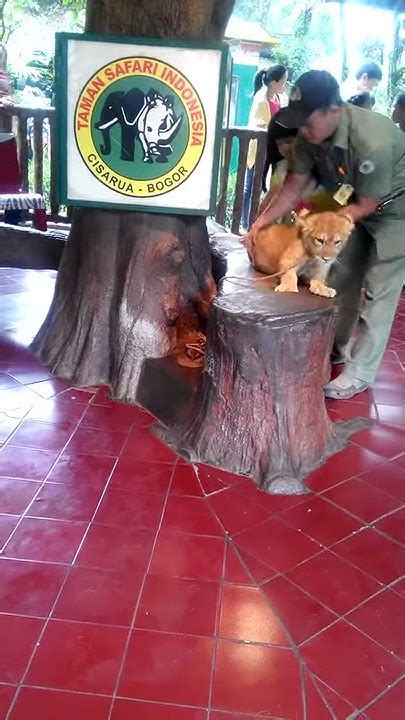 Singa Imut Lucu Dan Gemes Youtube