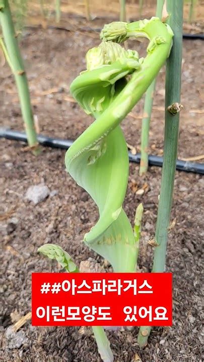 아스파라거스 아스파라거스 이런 모양도 있어요 Youtube