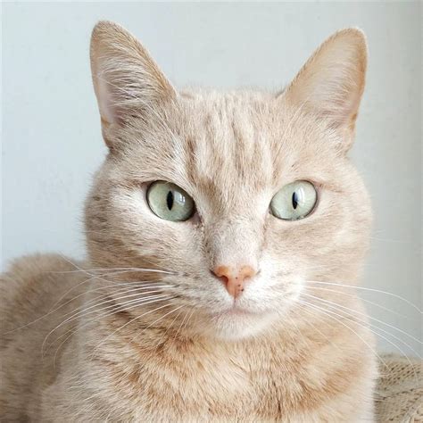 Esterilizar A Una Gata Pros Contras Y Precio ¡te Lo Contamos Todo