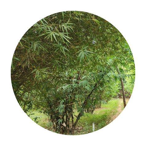 Bhima Bamboo Hasiru Agro