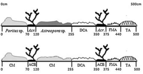 Illustration For Collecting Coral Cover Other Biotas And Coral Reef