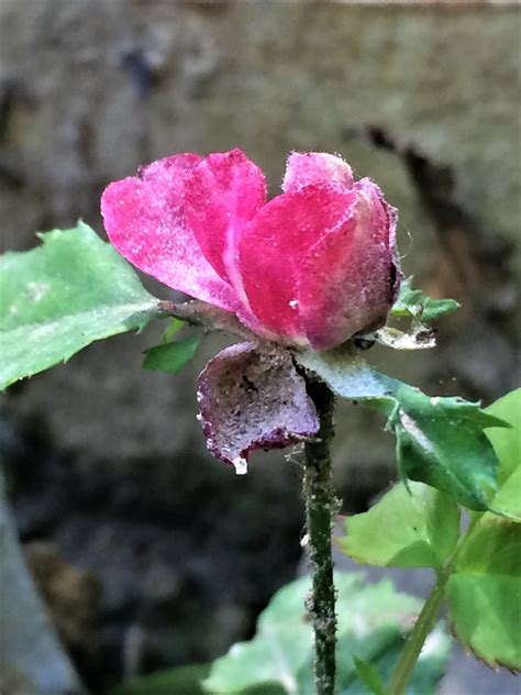 Mini Dany Rose Biblio