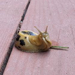 Tutorials GameDev Net