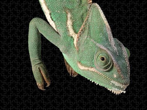 Chameleon Brain