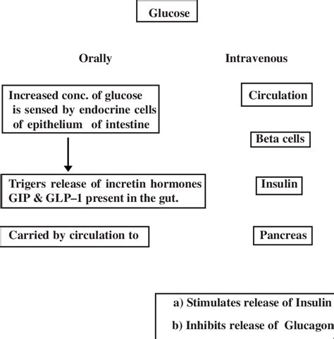 Feed Forward Mechanism For Insulin Secretion In Anticipation To Rise Of Download Scientific