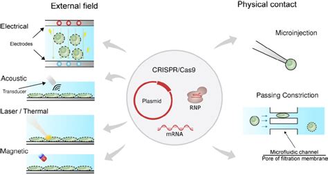 Physical Forces Responsible For Crispr Transfection The Crisprcas9