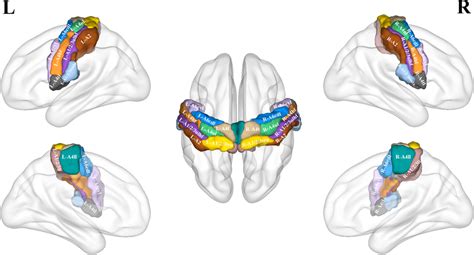 Illustration Of Sensorimotor Subregions A1 2 3ll Lower Limb Region Of Download Scientific