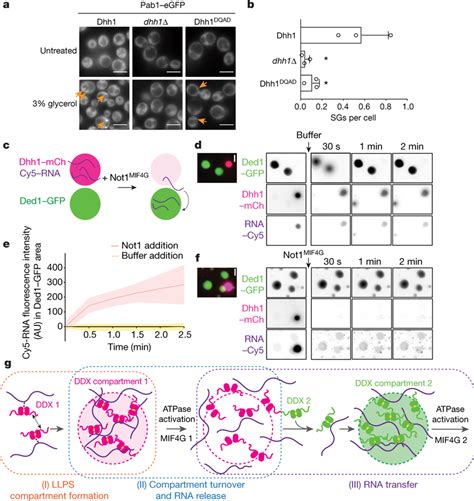 ddx atpase activity controls rna partitioning between phase separated