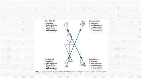 11 Proprioceptive Neuromuscular Facilitation Pnfpptx