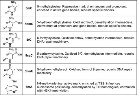 Modified Dna Bases And Their Functions Download Scientific Diagram