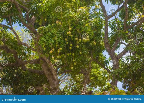 Jamaica Mango Fruit Trees