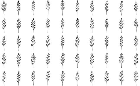 Hand Drawn Botanical Herb Stem Illustration 56470941 Vector Art At Vecteezy