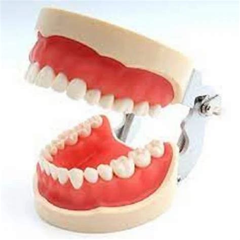 Teeth Pathologies Model For Clinical At ₹ 2500piece In Jaipur Id