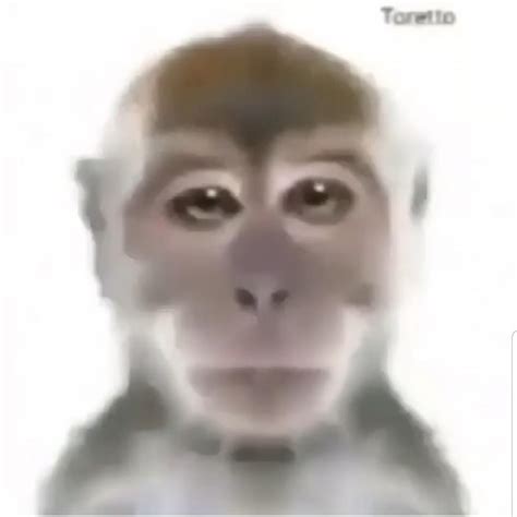 Monkey Is Dissapointed Rnorules
