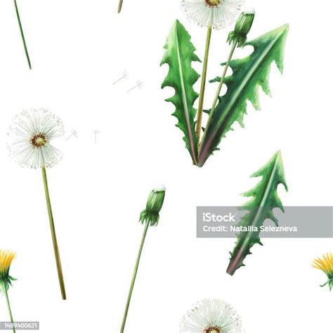 민들레 꽃과 녹색 잎이 있는 수채화 원활한 패턴 하얀 고립된 배경에 클립아트 식물 초원 그림을 손으로 그린다 디자이너 장식 엽서 포장지 스크랩북 표지 초대장 웨딩 데 개체