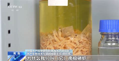 蛋白质含量远超牛肉 小小的南极磷虾潜力巨大？