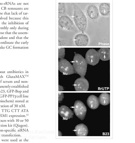 Progressive Decrease Of Rdna Transcription Under Lmb Two Doublets Of
