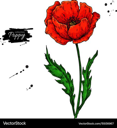 How To Draw A Easy Poppy Flower At Brandon Banks Blog