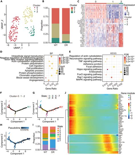 Microglia Endothelial Cross Talk Regulates Diabetes Induced Retinal Vascular Dysfunction Through