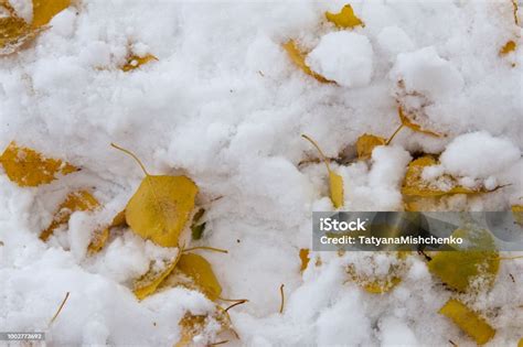 텍스처 배경 패턴입니다 첫 번째 눈입니다 흰색 하 고 솜 털 눈 속에서 노란 단풍입니다 11 월의 끝입니다 러시아의 중앙 차선 0명에 대한 스톡 사진 및 기타 이미지