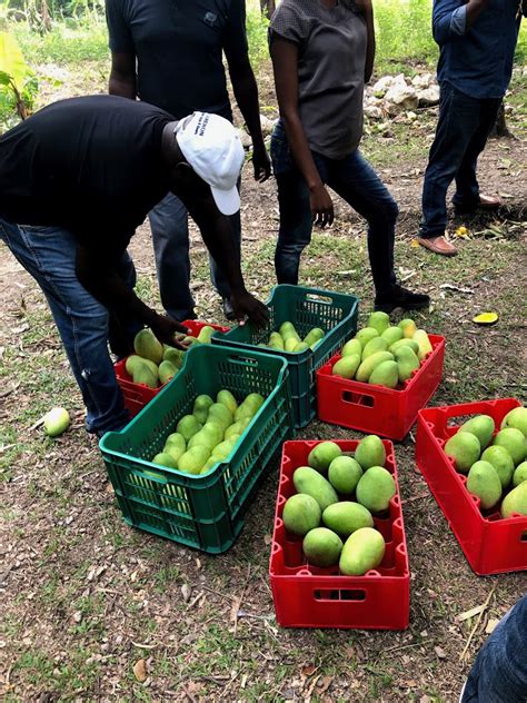 Astride Erdain On Linkedin Us To Stop Exporting Mangos From Haiti