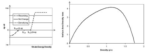 schematic of the bone remodelling algorithm left and martin s surface