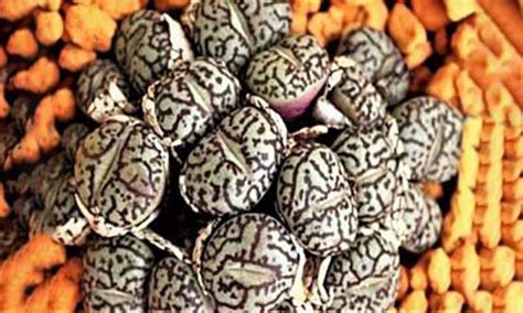 Expert Turned Pale After Seeing The Strange Egg A Girl Found Under Her Bed Page 3 Of 55