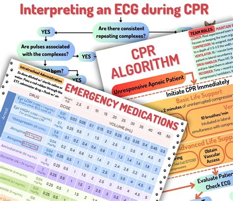 Printable Veterinary Emergency Medication And Cpr Guide Updated 2024 Recover Guidelines Etsy