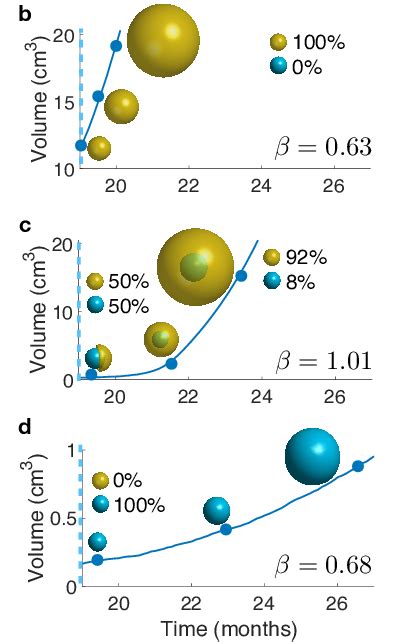 Simulations Of Longitudinal Growth Of Heterogeneous Bms With Two