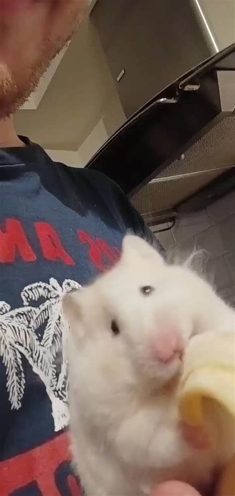 Banana 🍌 R Hamsters