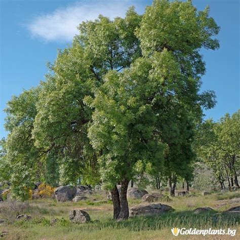 Полски ясен 140-160 см