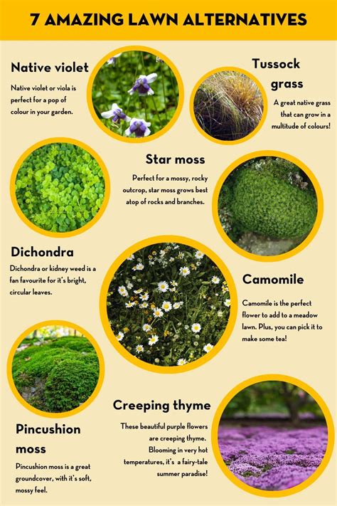 The Complete Guide To Lawn Alternatives Better Homes And Gardens Australia