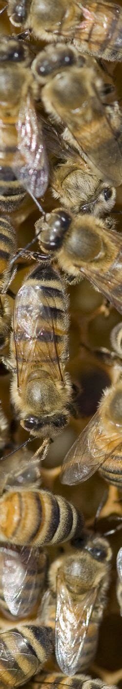 What Are Thigmotactic Insects