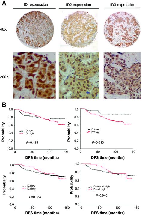 The Expression Profiles Of Id Proteins Were Determined In Breast Tumors