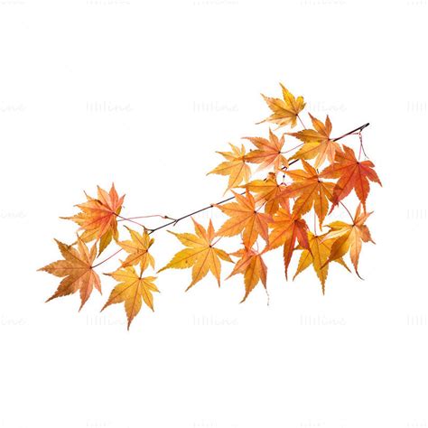Maple Leaf Png