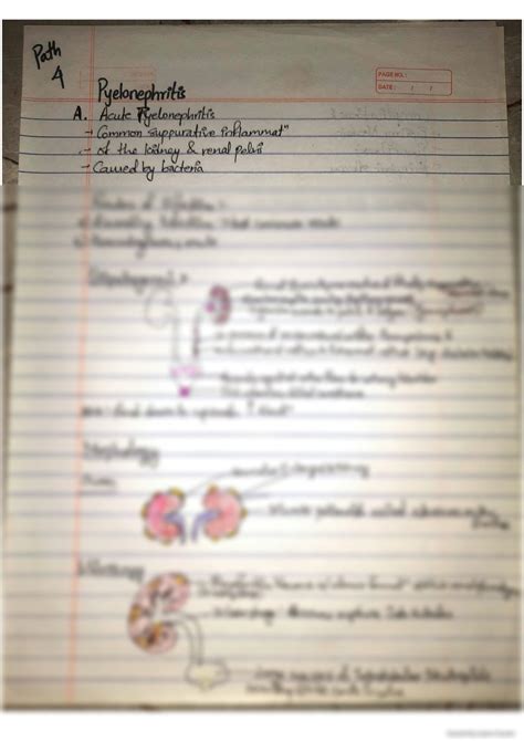 Solution Acute Pyelonephritis Pathogenesis Morphology Studypool