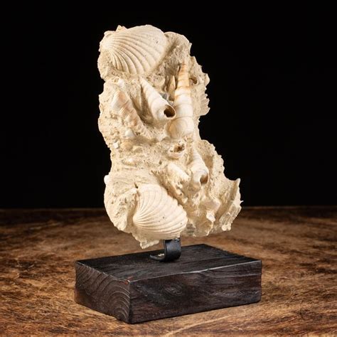 Pecten Fossil Shell Slab 250×130×100 Mm Catawiki