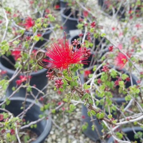 Calliandra X Sierra Starr® Red Fairy Duster Mid Valley Trees
