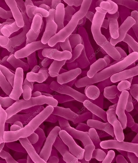 Propionibacterium Acidipropionici Sem Stock Image C0322205