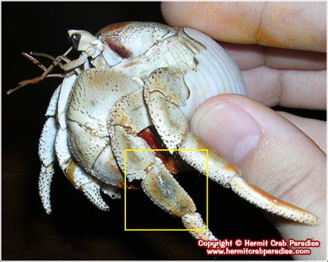 Hermit Crab Paradise Crab Care Problems Shell Rot