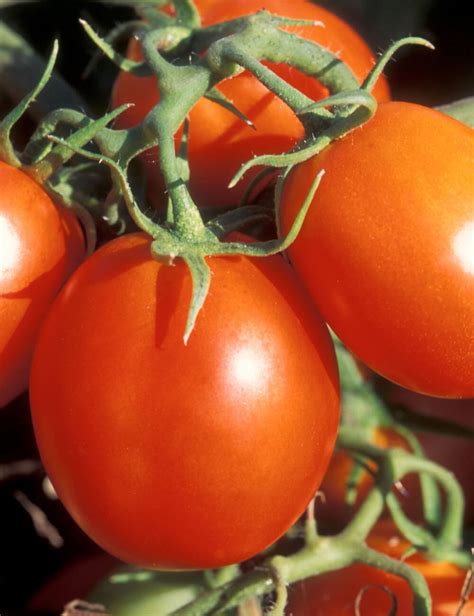 Сорта помидоров для открытого грунта: самые урожайные, особенности ...