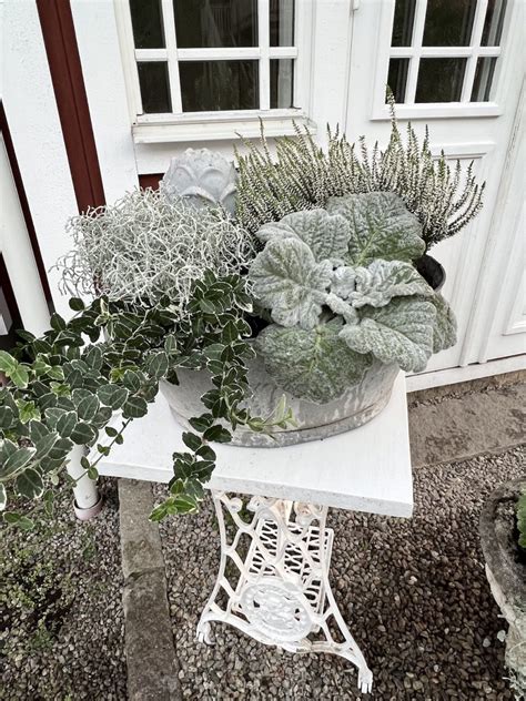 Fina Höstblommor Att Ha Ute I Kruka Och Plantering Sofia Björk