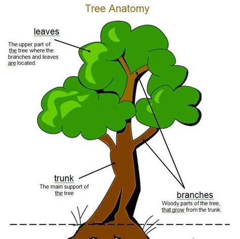 The Ultimate Guide To Understanding Tree Anatomy A Detailed Diagram